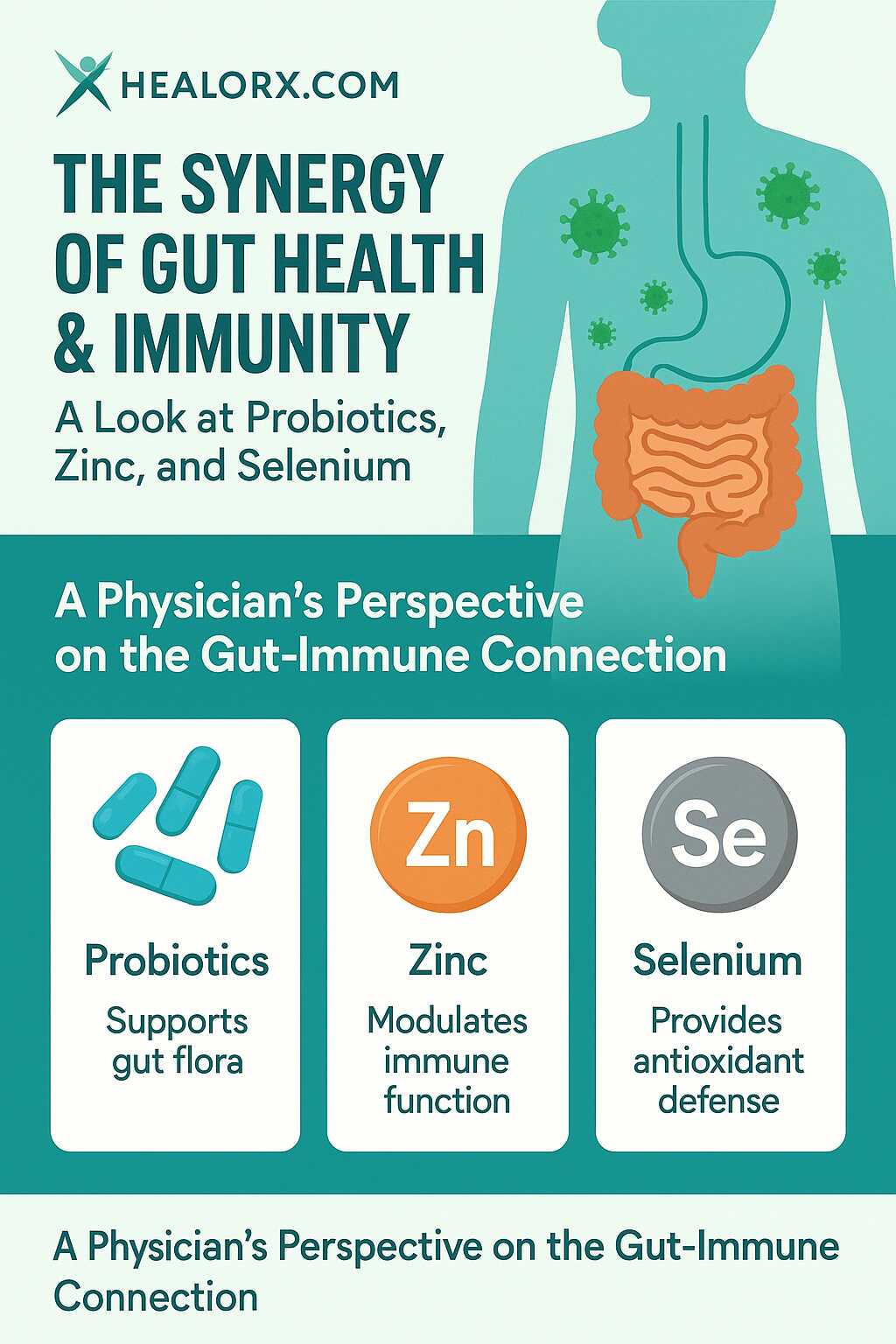 The Synergy of Gut Health & Immunity – HealorX
